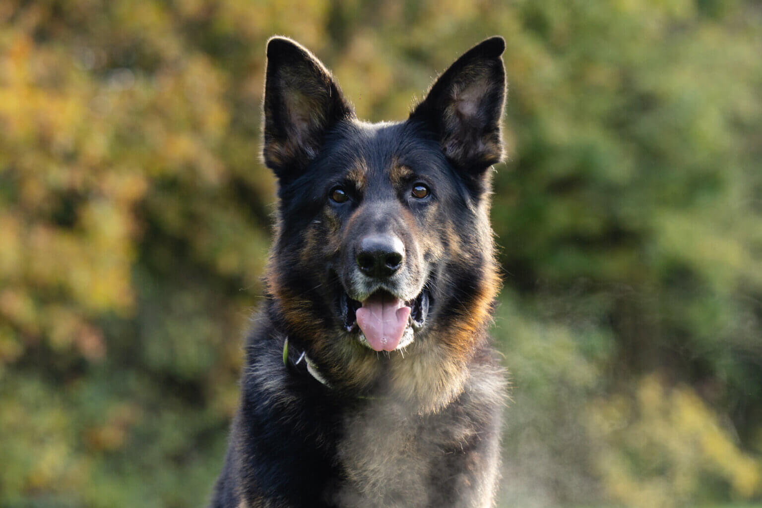 How to Adopt Retired Police Dogs | Thin Blue Paw