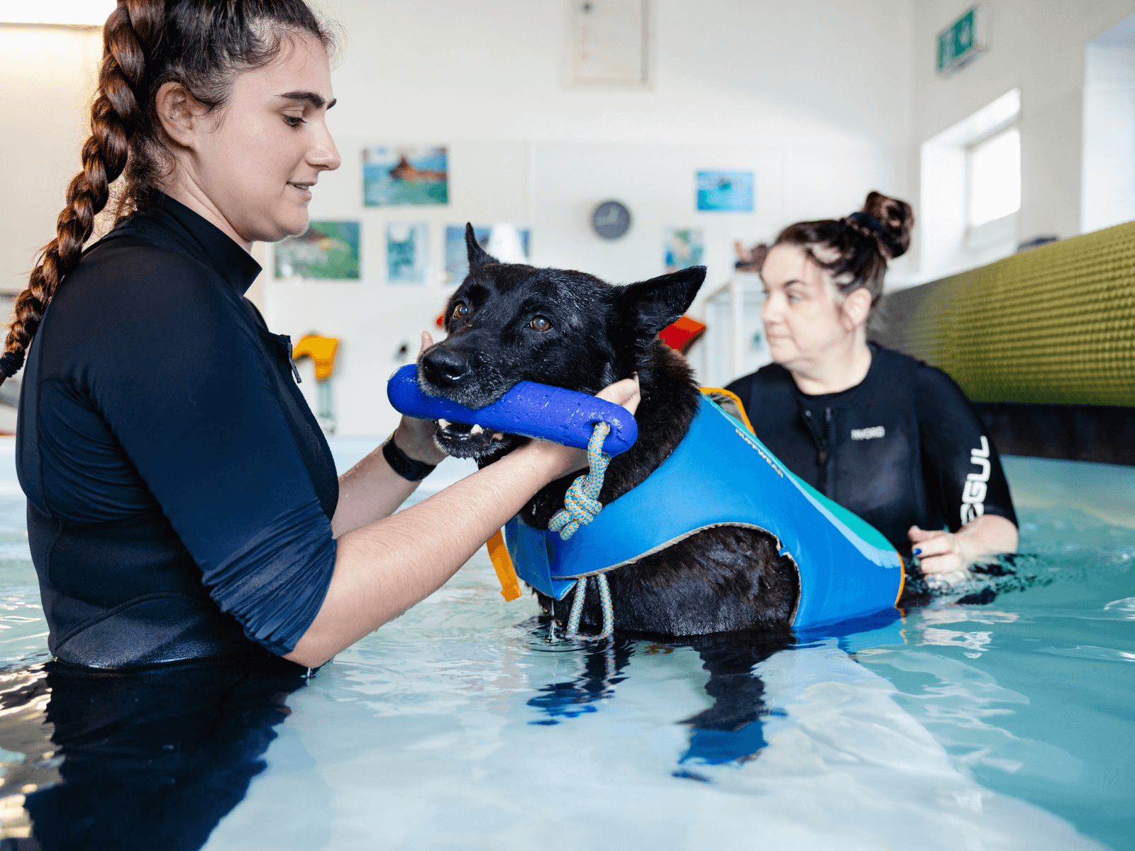 How to Adopt Retired Police Dogs | Thin Blue Paw