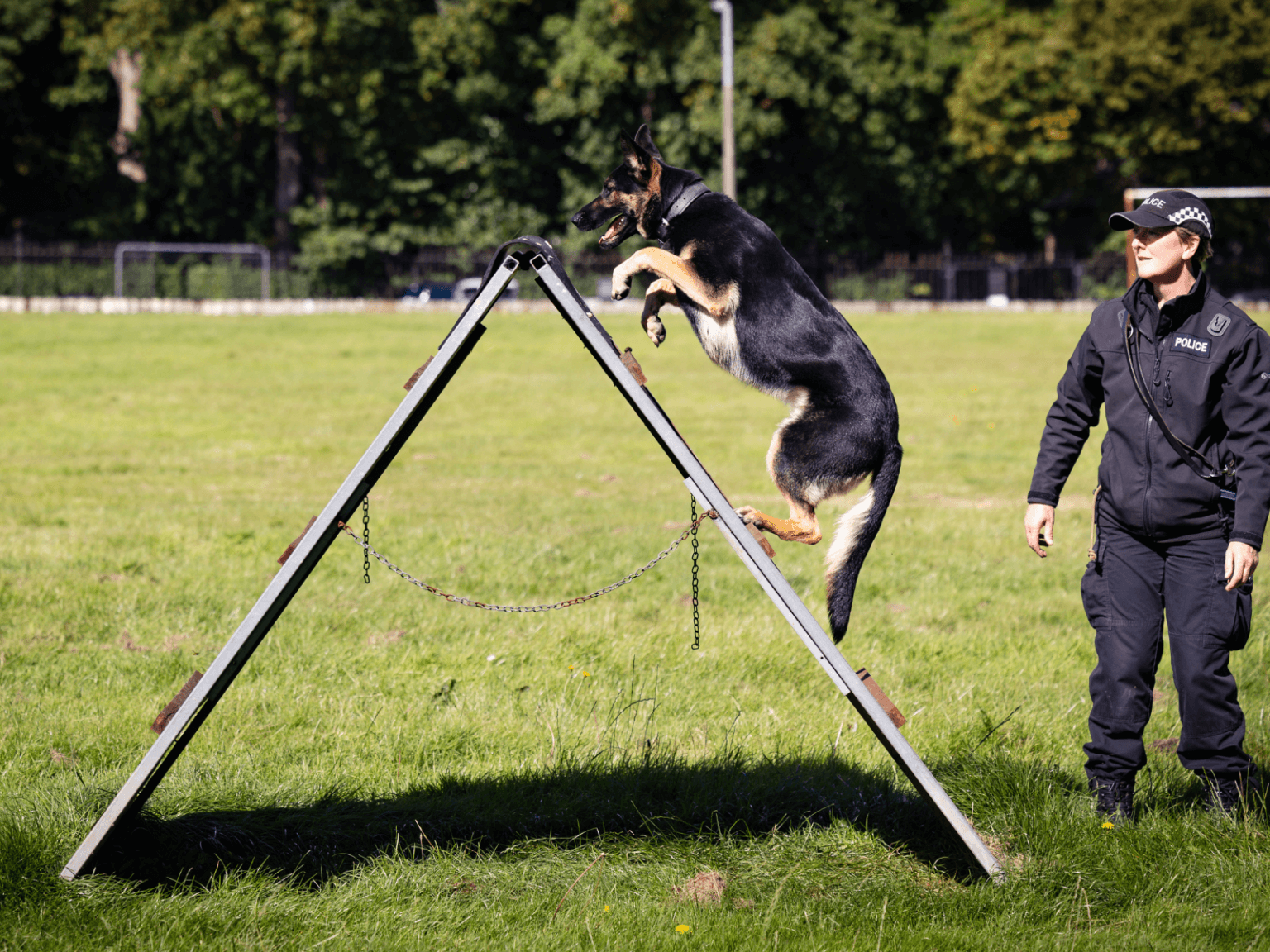 Role and history of police dogs - Thin Blue Paw