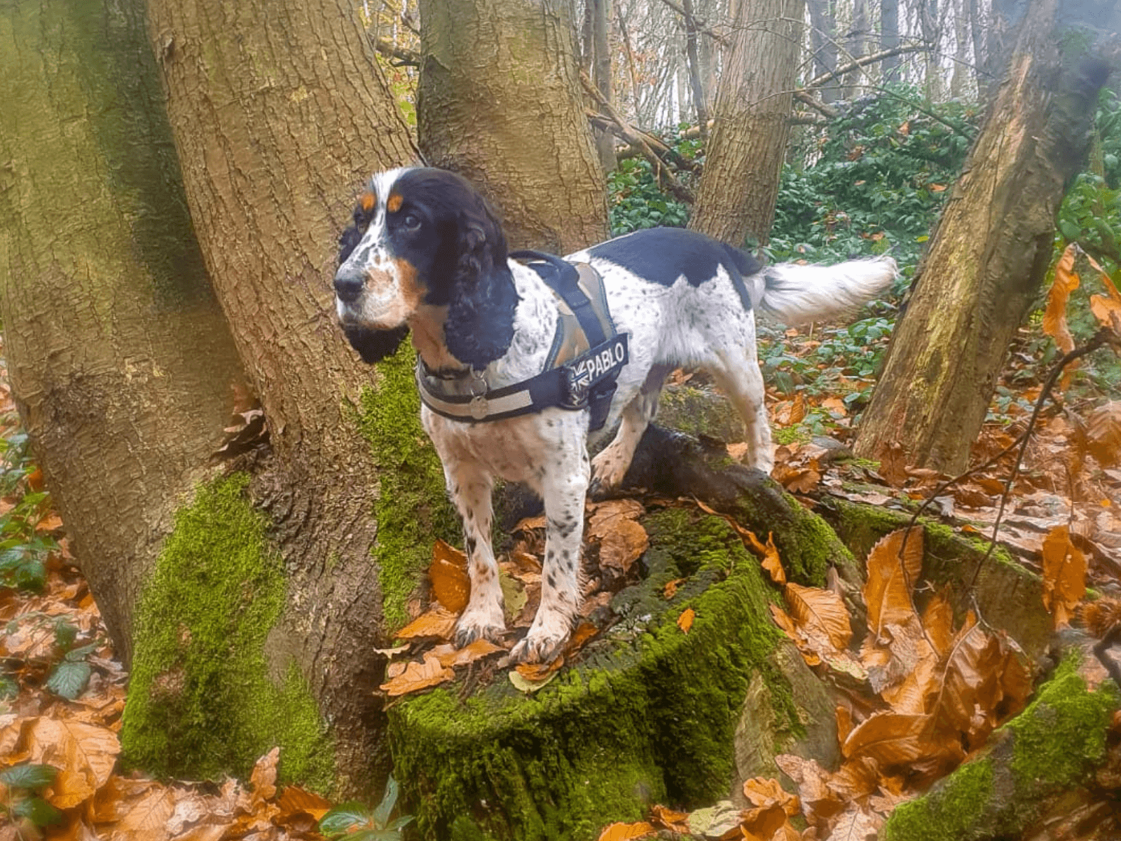 Meet Our Retired Police Dogs | Thin Blue Paw