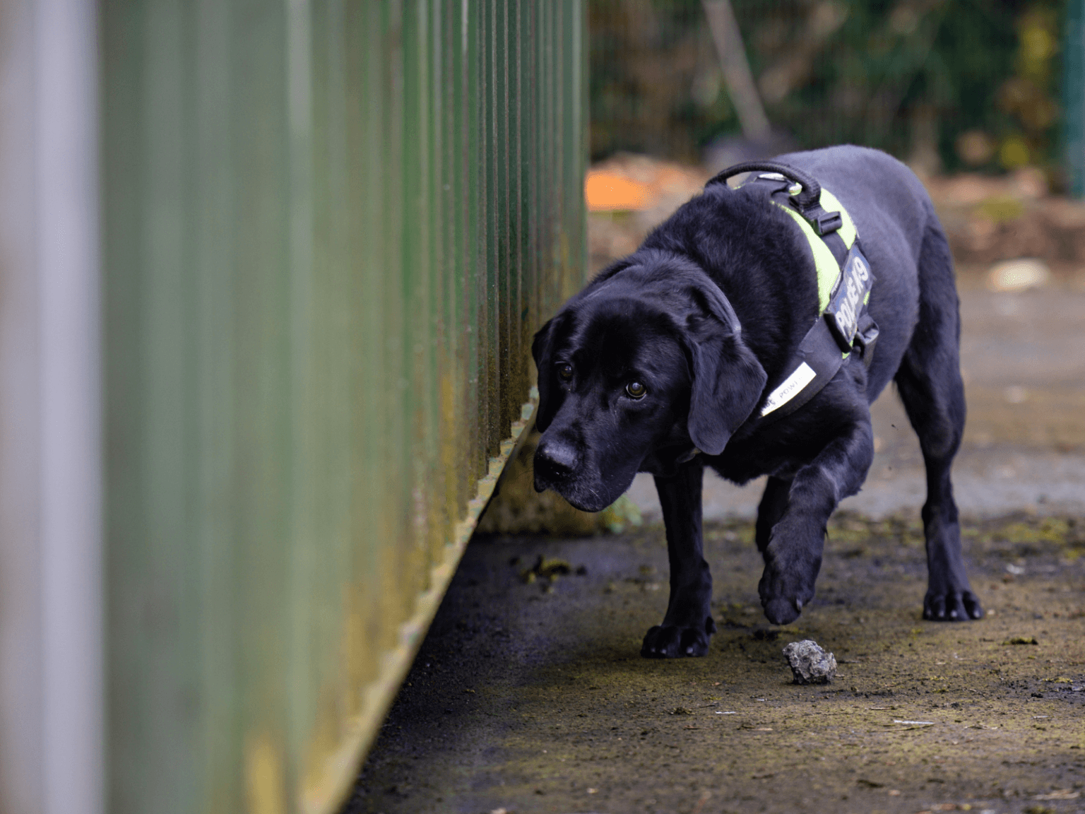 Role and history of police dogs - Thin Blue Paw