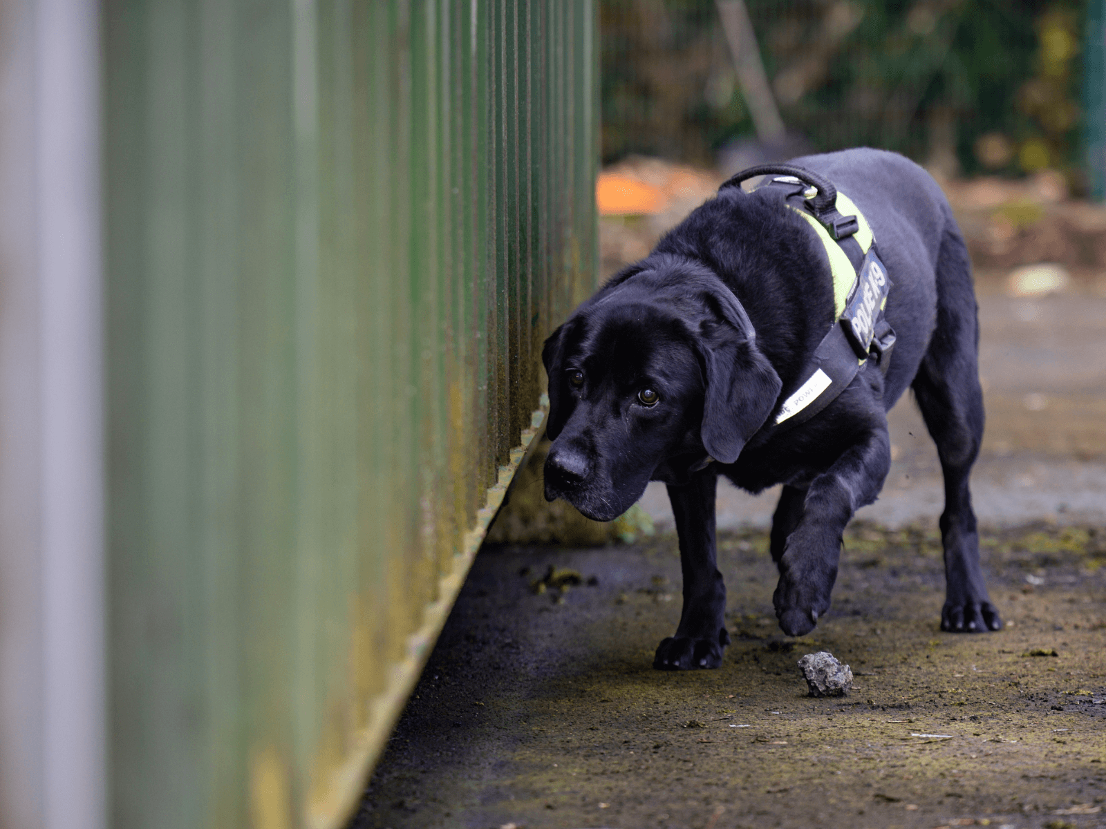 Role and history of police dogs - Thin Blue Paw