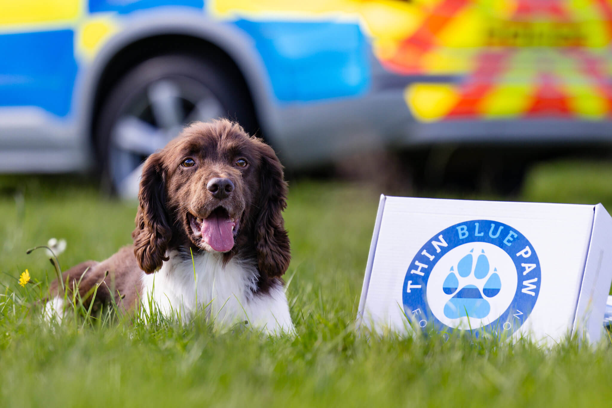 How to Adopt Retired Police Dogs | Thin Blue Paw