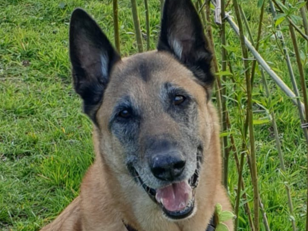 Meet Our Retired Police Dogs | Thin Blue Paw