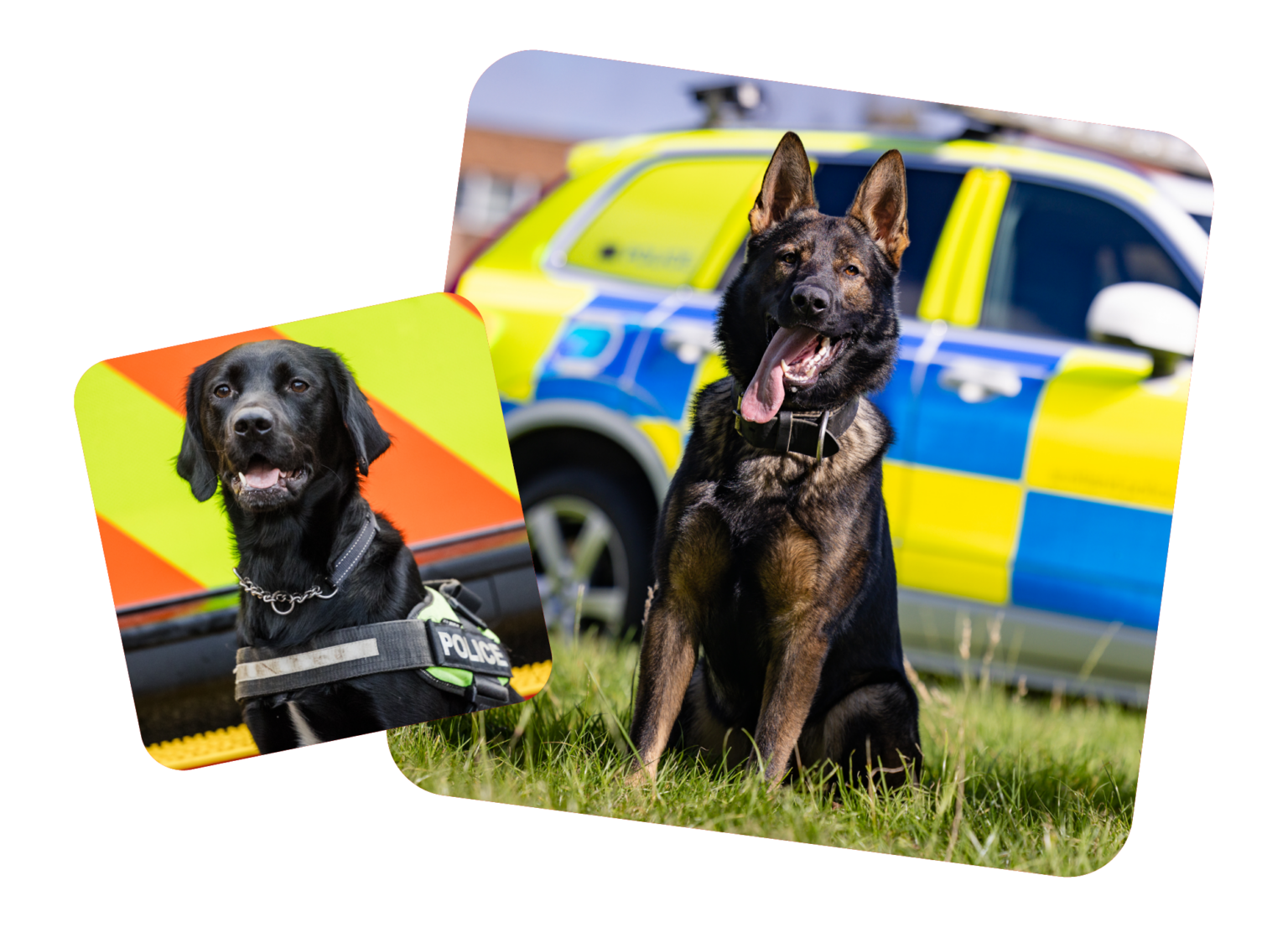 Meet Our Retired Police Dogs | Thin Blue Paw