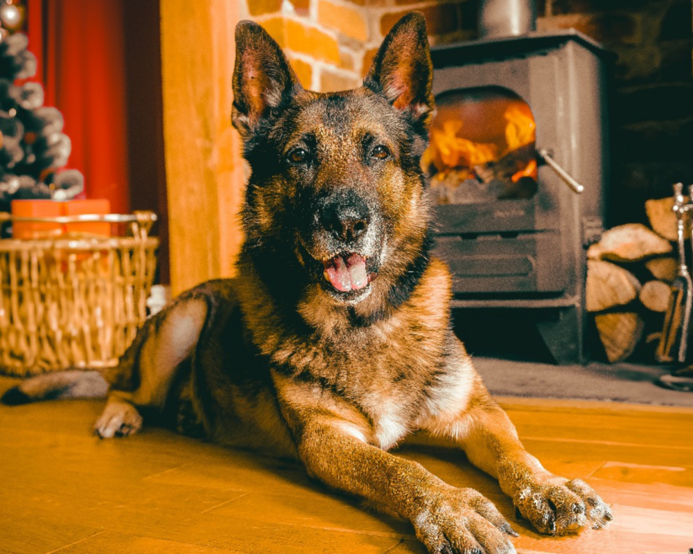 Meet Our Retired Police Dogs | Thin Blue Paw