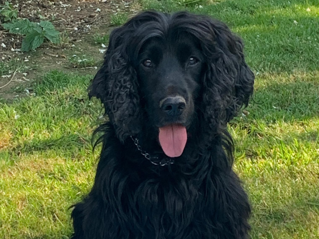 Meet Our Retired Police Dogs | Thin Blue Paw