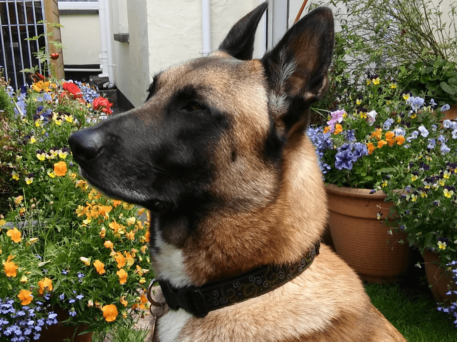 Meet Our Retired Police Dogs | Thin Blue Paw