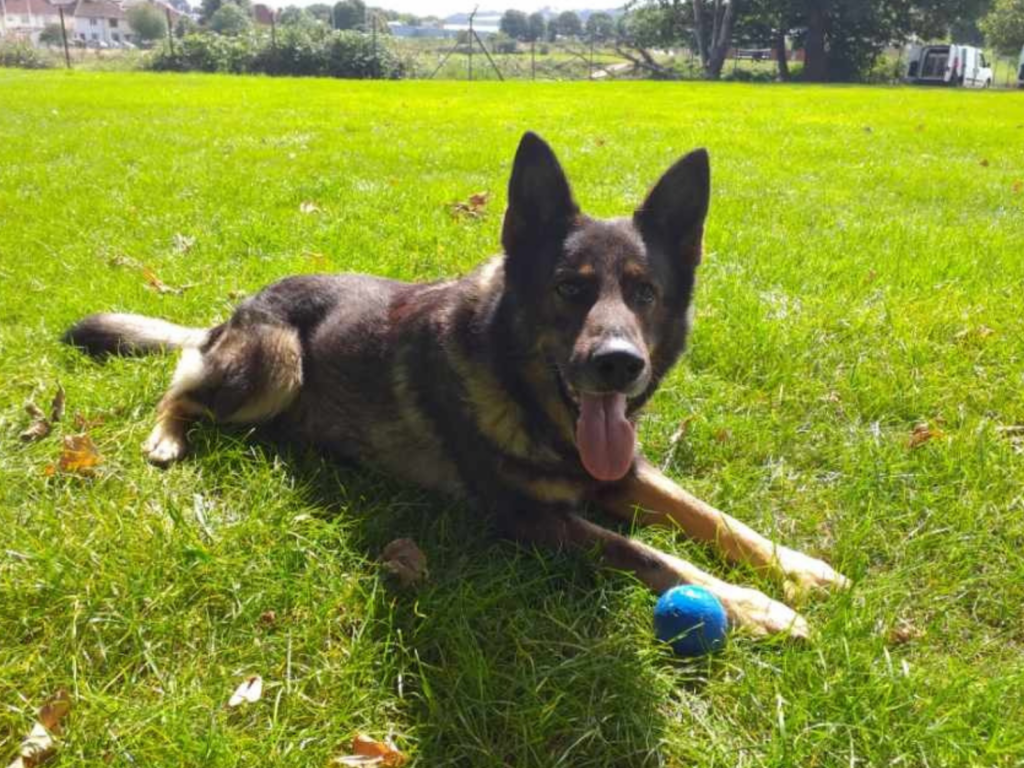 Meet Our Retired Police Dogs | Thin Blue Paw