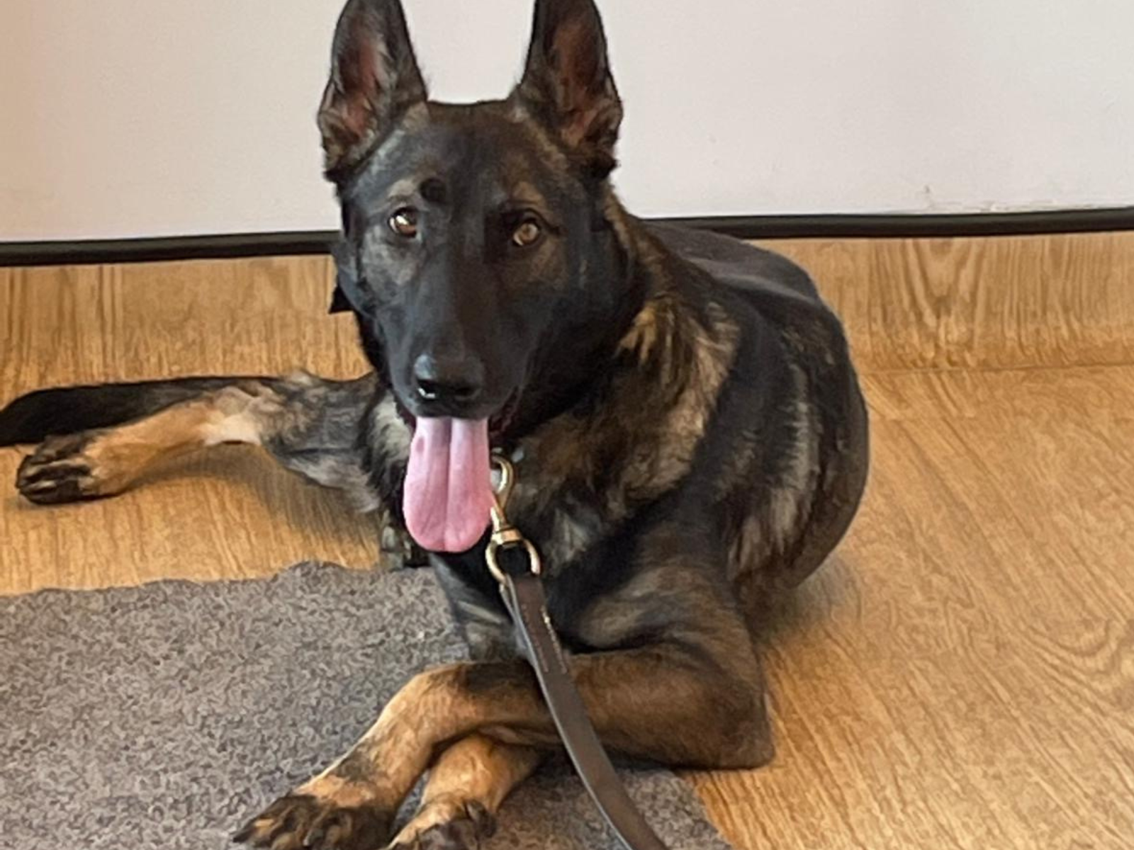 Meet Our Retired Police Dogs | Thin Blue Paw
