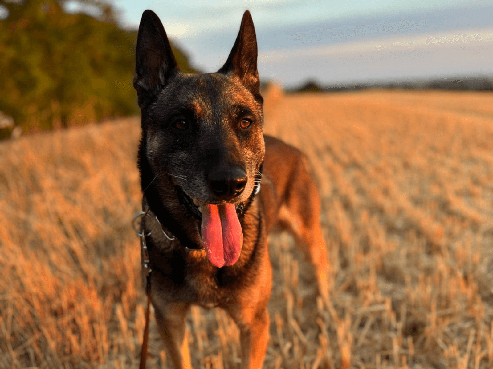 Meet Our Retired Police Dogs | Thin Blue Paw