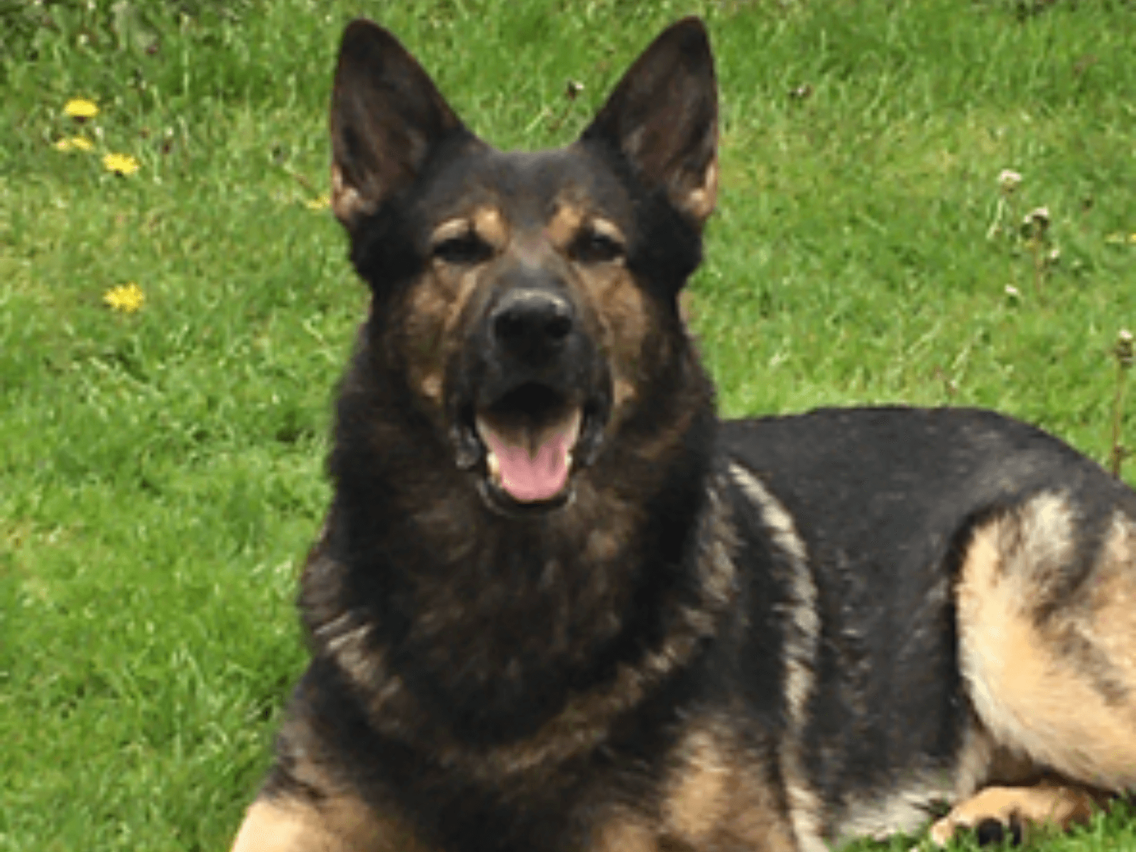 Meet Our Retired Police Dogs | Thin Blue Paw