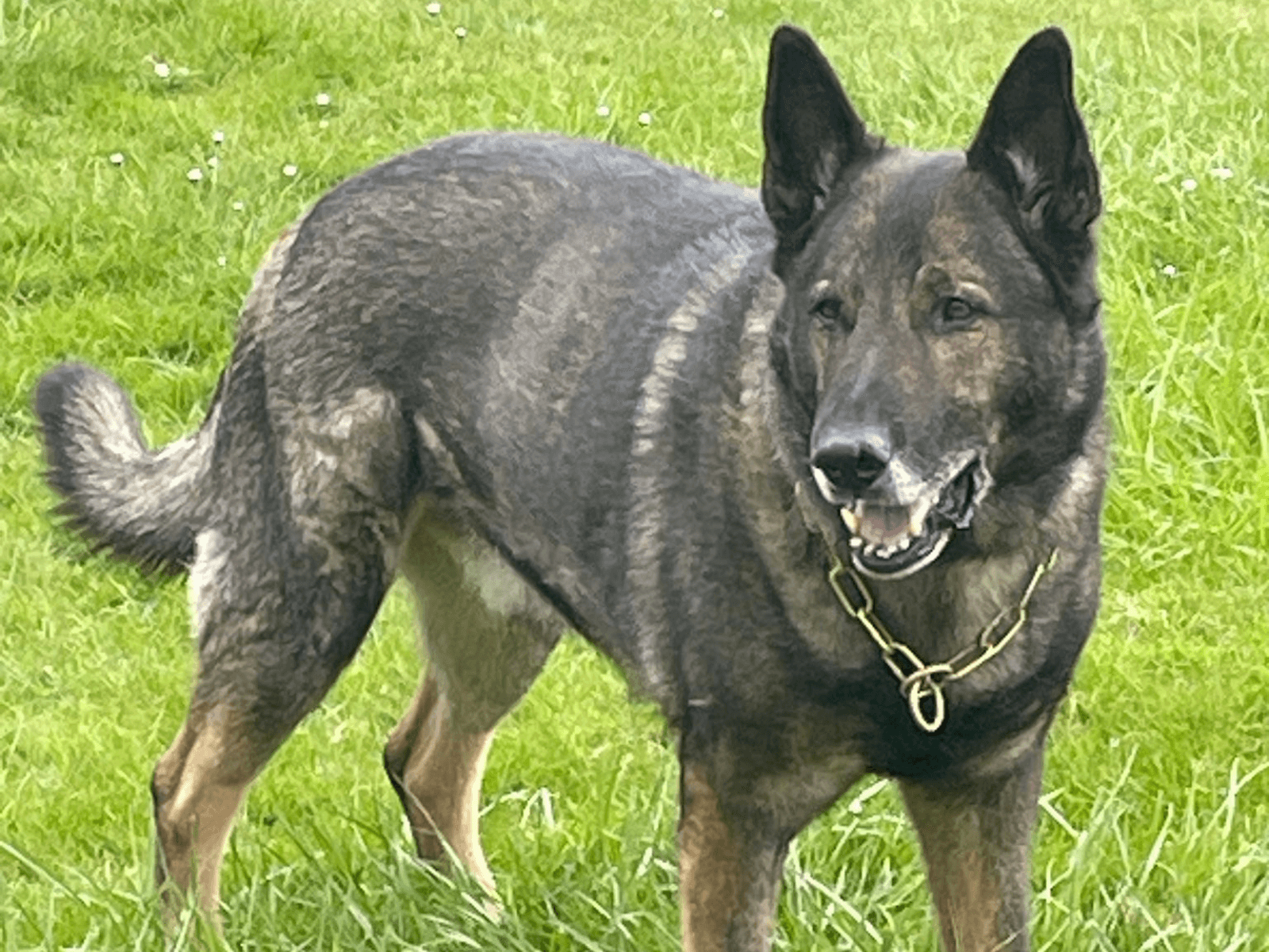 Meet Our Retired Police Dogs | Thin Blue Paw