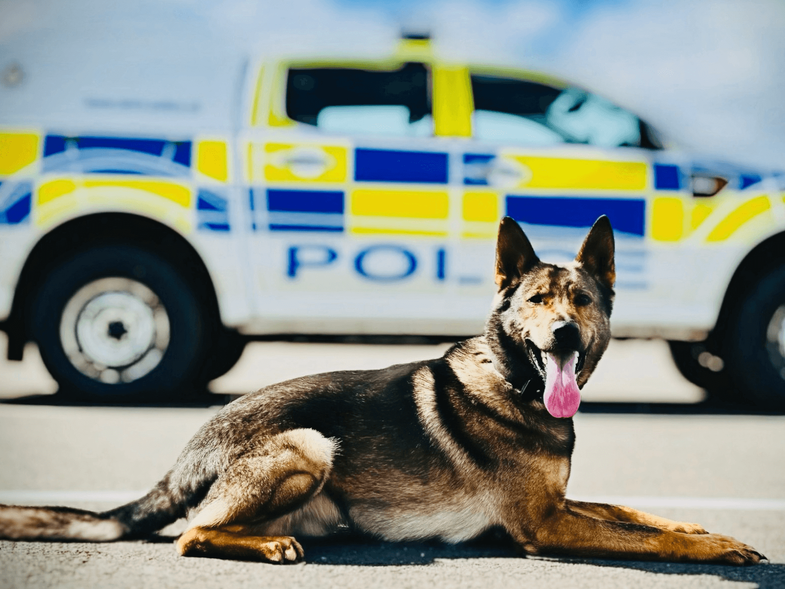 Meet Our Retired Police Dogs | Thin Blue Paw