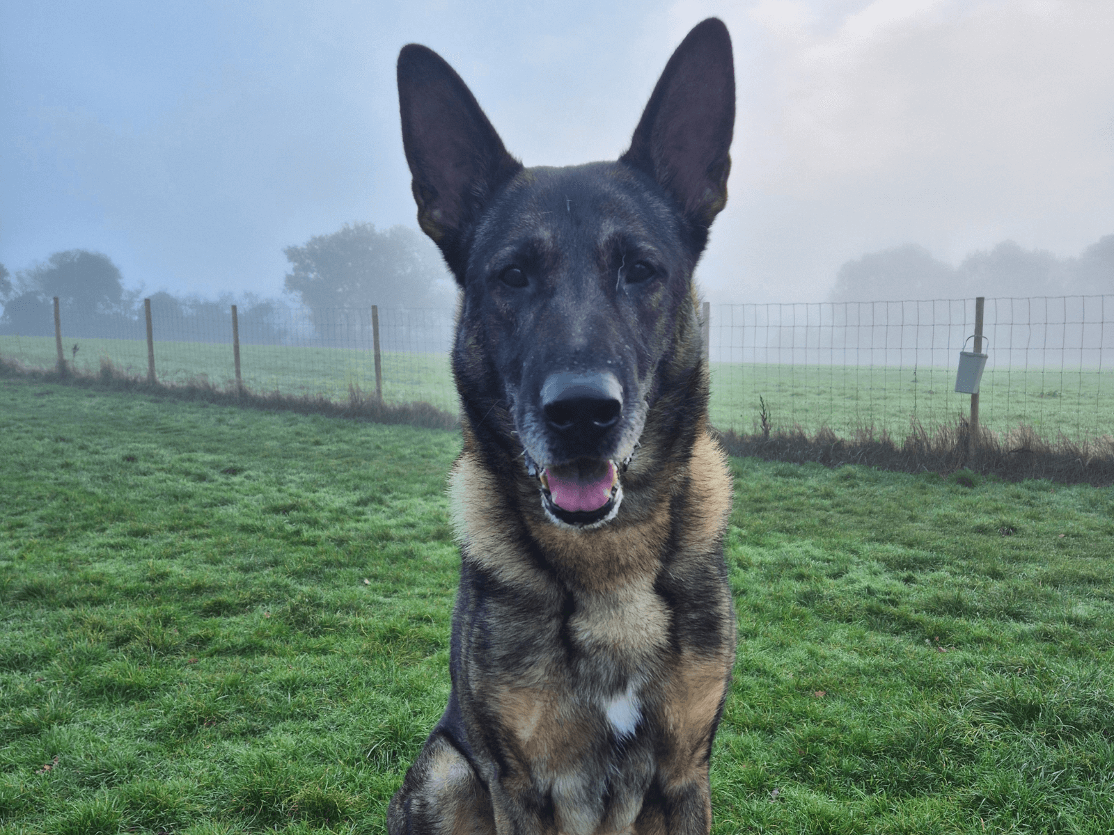 Meet Our Retired Police Dogs | Thin Blue Paw