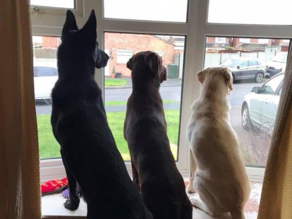 Meet Our Retired Police Dogs | Thin Blue Paw