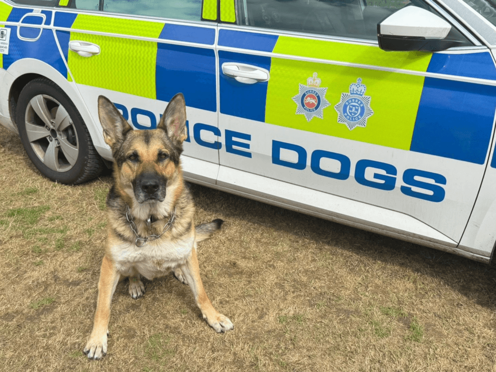Meet Our Retired Police Dogs | Thin Blue Paw