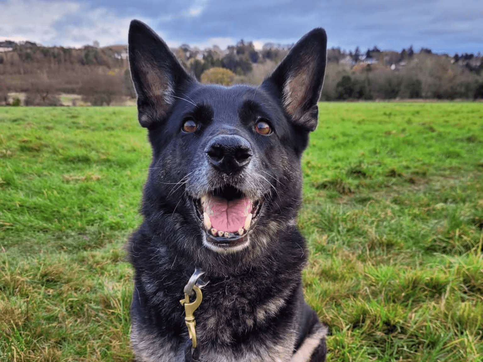 Foundation helps retired police dog as family lose pet - Thin Blue Paw