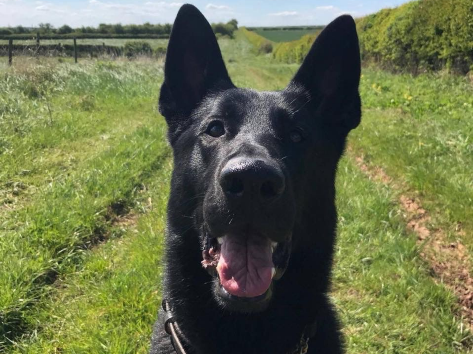 Meet Our Retired Police Dogs | Thin Blue Paw