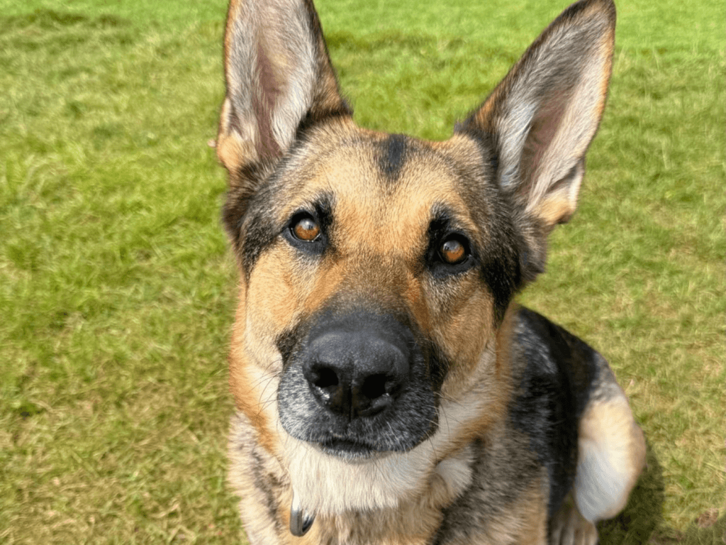 Meet Our Retired Police Dogs | Thin Blue Paw