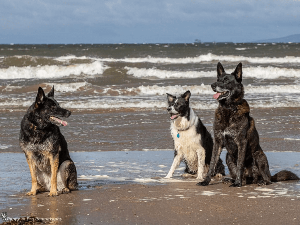 Foundation helps retired police dog as family lose pet - Thin Blue Paw
