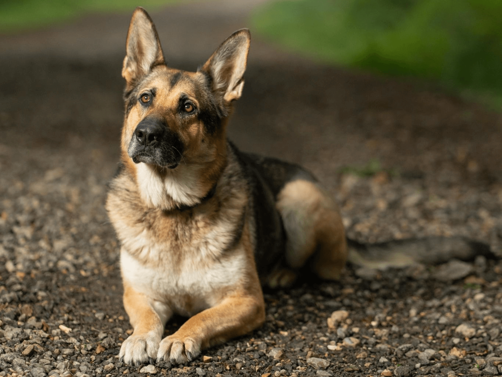 Meet Our Retired Police Dogs | Thin Blue Paw